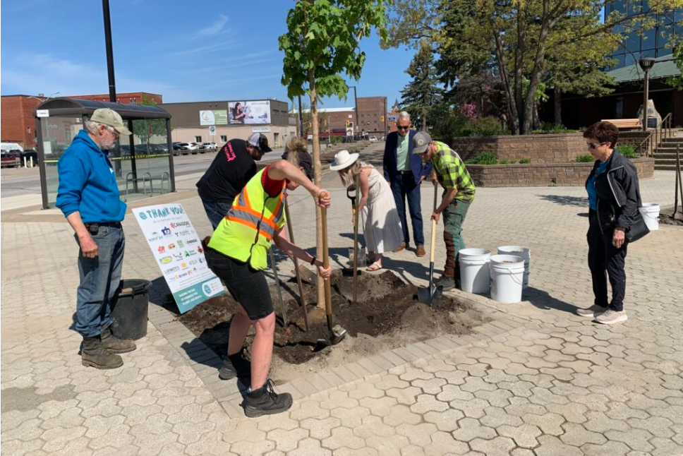 Three new trees planted to help mark North Bay’s centennial