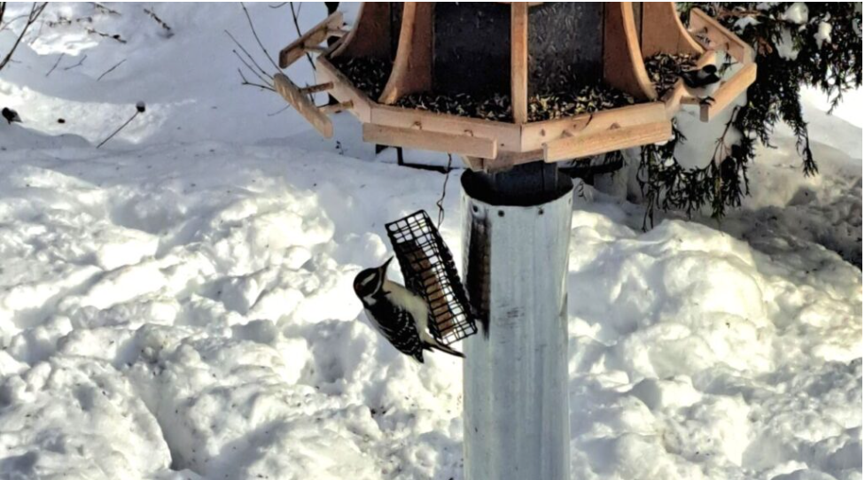 37 different species spotted in area Christmas bird count